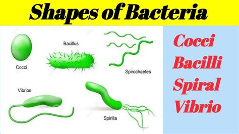 Types Of Spiral Bacteria