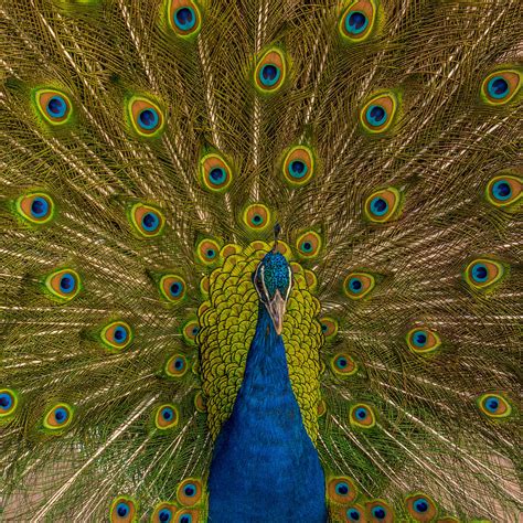 Peacock Bloom Photograph By Ernie Echols Pixels