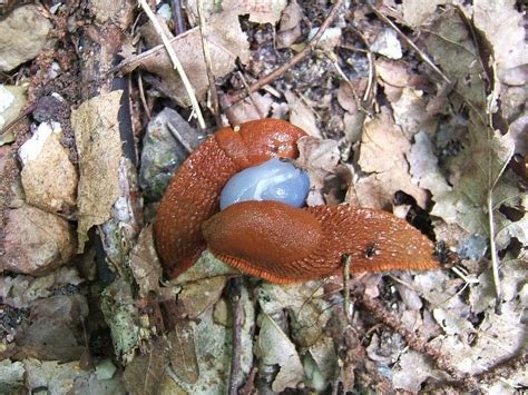 Everything You Need To Know About Garden Slugs