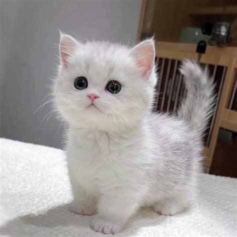 小猫咪的可爱瞬间～ 可爱头像 堆糖，美图壁纸兴趣社区