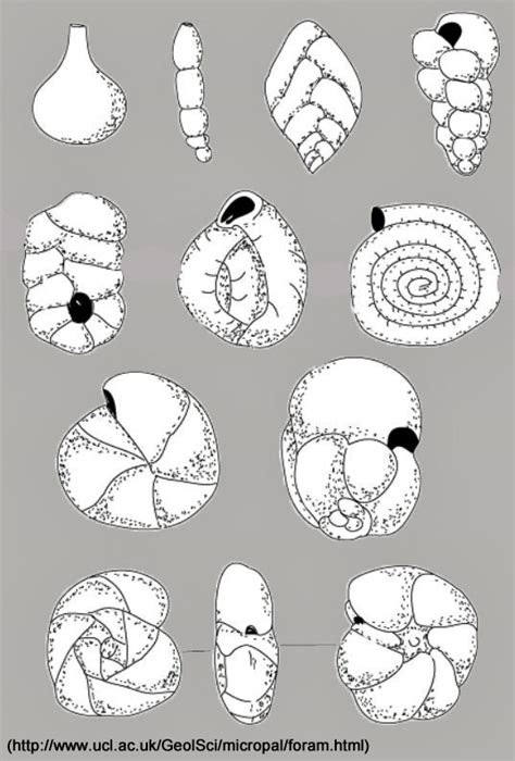 Foraminifera Under Microscope Labeled Planktonic Foraminifera