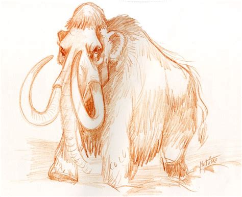 Woolly Mammoth Drawing Illustration Artofit