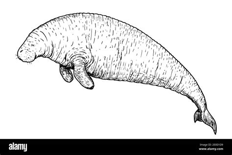 Extinct Sea Cow Stock Vector Images Alamy