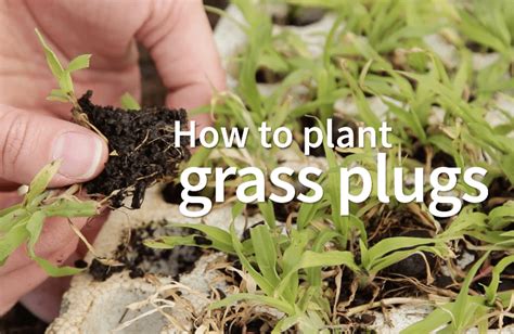 Grass Plugs How To Plant At Callum Ardill Blog