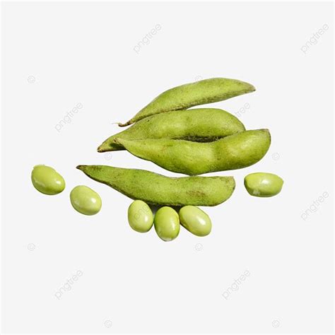 전시에 유기농 식품 녹색 완두콩 꼬투리 완두콩 꼬투리 초록 전시회 Png 일러스트 및 이미지 에 대한 무료 다운로드 Pngtree 전시회 완두콩 초록