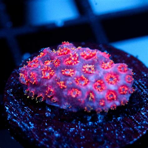Jc Triple X Goni Jersey Corals