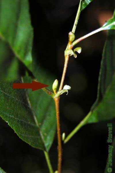 Sfa Dendro Twig Morphology Buds