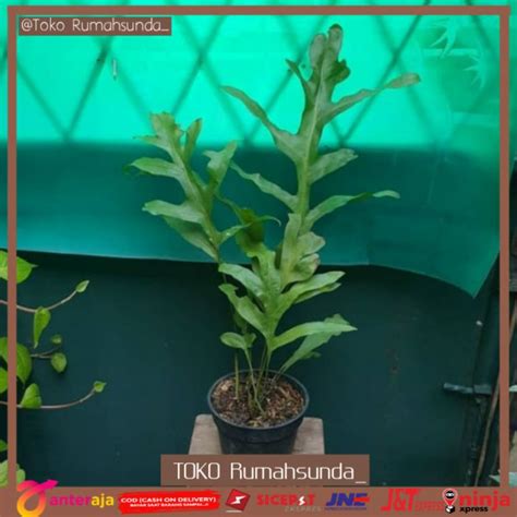 Jual Tanaman Hias Pyhmatosorus Scolopendria Tanaman Pakis Tanaman Paku
