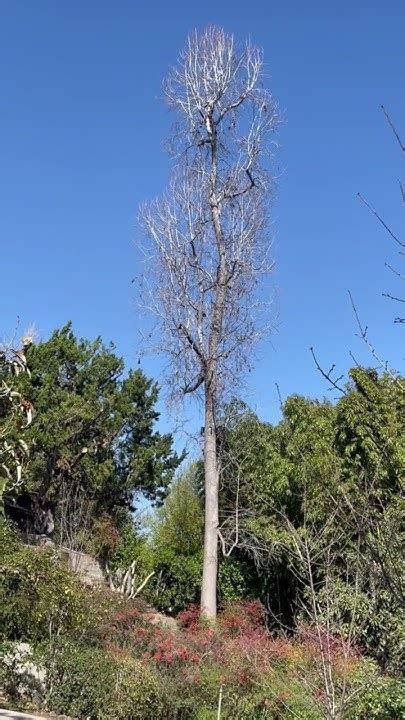 درخت متفاوت، نمای سیاه سفید در بک راند رنگی Youtube