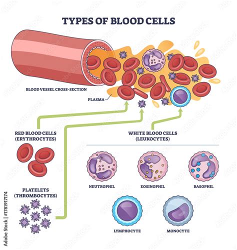 Blood Cell Types Brief Diagram Shows Classification And Roles Key Red