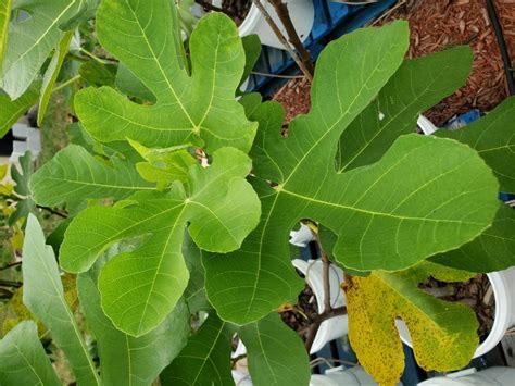 Fig Database® Deanna