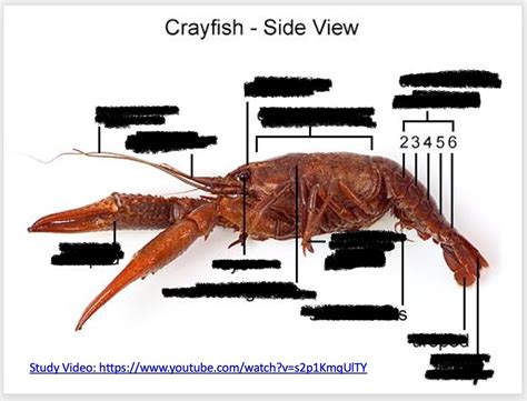Crayfish Side View Diagram Quizlet