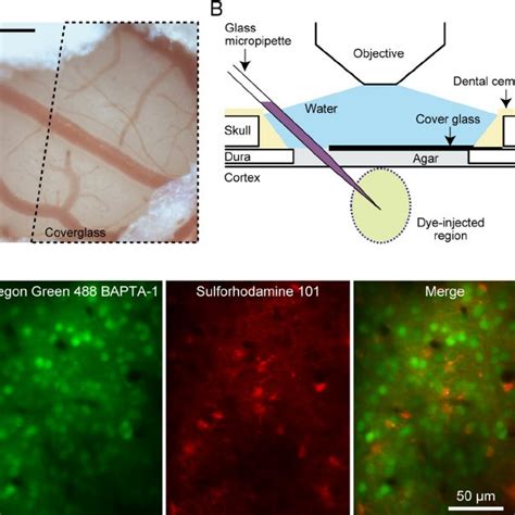 Arrangement Of Neurons According To Their Orientation Tuning Strength Download Scientific