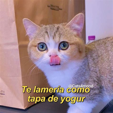 Divertido Meme De Gato Con Lengua Fuera