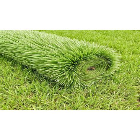 Green Residential Natural Grass 6 Feet At ₹ 10sq Ft In Hyderabad Id