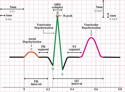 Frontiers Single Heartbeat Ecg Authentication A 1d Cnn Framework For