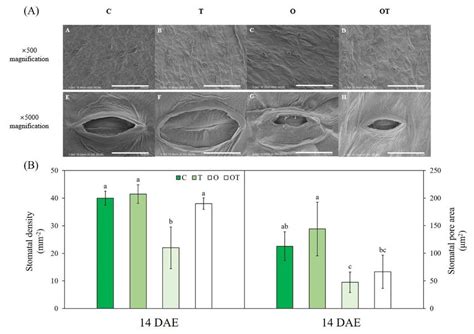 A Field Emission Scanning Electron Micrographs A H And B Stomatal
