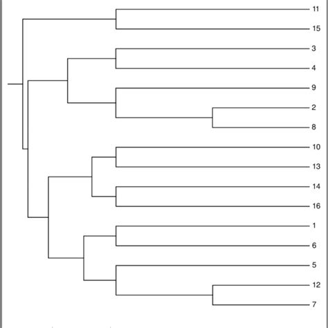 The Upgma Cluster Dendrogram Showing A Genetic Relationship Between 16