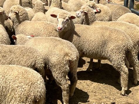 Lot 939 155 Mixed Sex Store Lambs Auctionsplus