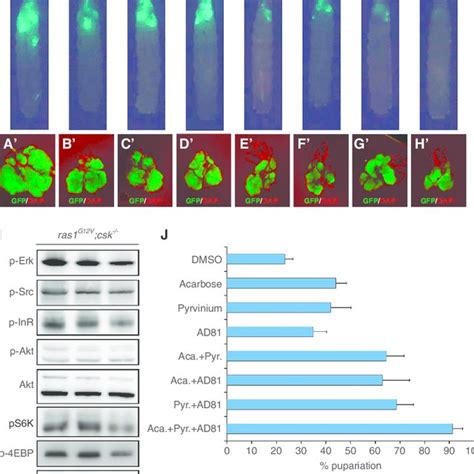 Ross Cagan Regius Professor Phd University Of Glasgow Glasgow Uofg School Of Cancer