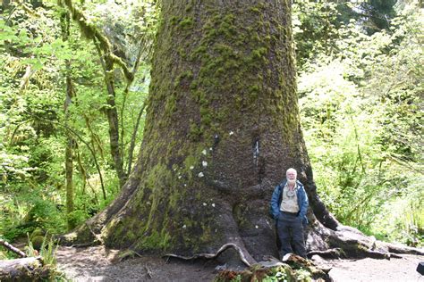What Is Sitka Spruce