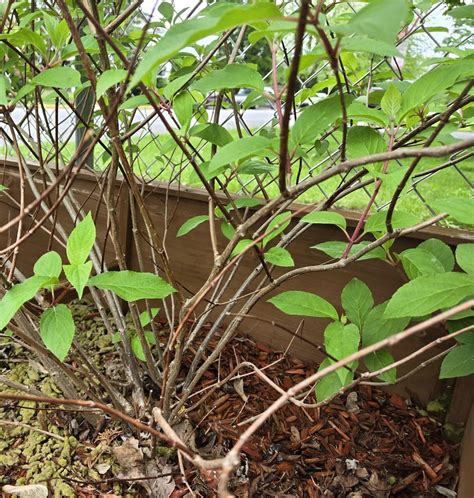 Panicle Hydrangea Problems In The Ask A Question Forum