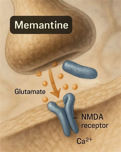 [สุขภาพดีไม่มีในขวด] Memantine คือยาอะไร ชี้ชัดกลไกยับยั้ง Nmda