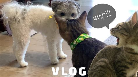 Vlog 16 고양이와 강아지 친해지길 바래 😄💧 Youtube