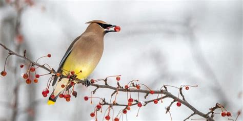 Species Conservation Successes And Reasons For Hope In The Midst Of Biodiversity Decline About