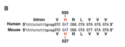 Custom Point Genobiotx