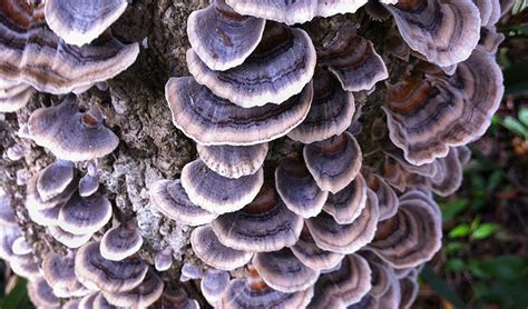 Mount Hyland Nature Reserve Learn More Nsw National Parks
