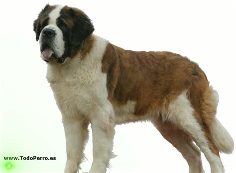 La Vida De Perros Raza De Perro San Bernardo