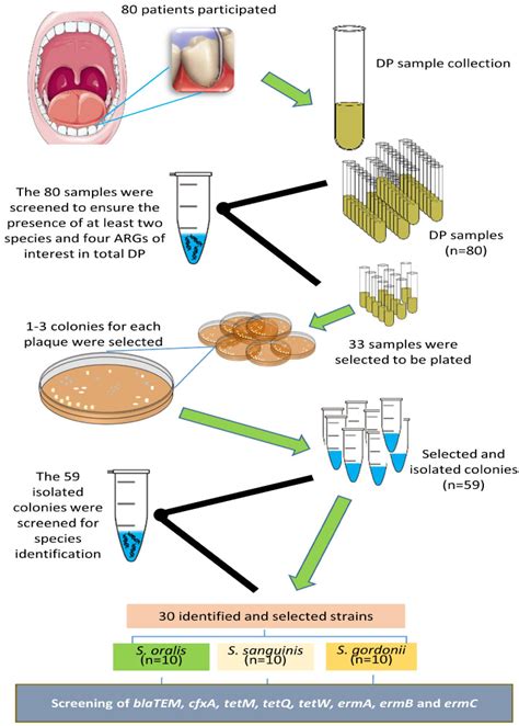 The Distribution Of Eight Antimicrobial Resistance Genes In Streptococcus Oralis Streptococcus