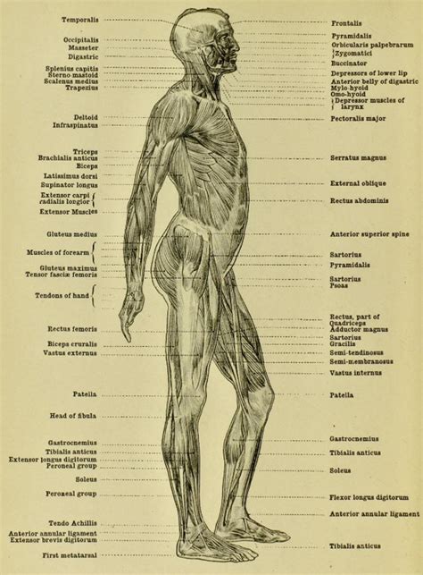 Referencia De Anatomía Humana Para Artistas Libro De Anatomía Para
