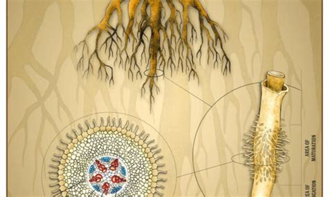 What Does The Root Tract Mean