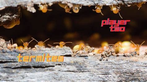 Silverfish Vs Termites Everything You Need To Know School Of Bugs