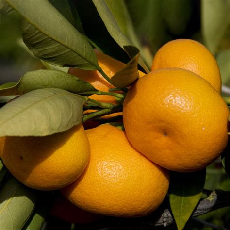 Arbol Mandarina Cuidados