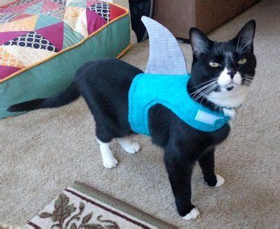 Shark Costume For Cats