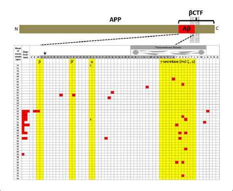 Age Of Disease Onset For Fad Mutations In App Modified From Lumsden Et