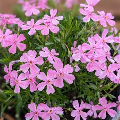Pink Creeping Phlox