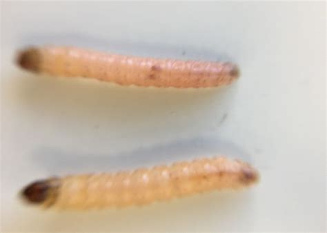 Solutions Chemical Free Insect Control Solutions