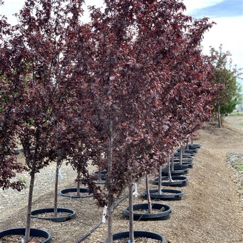 Thundercloud Plum Tree