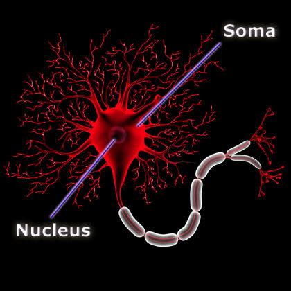 Soma Neuron Neuron Concept Vector Dendrite Axon Soma Of Neuron Nerve