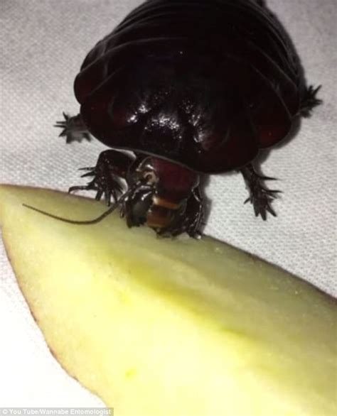 Giant Cockroach Munches Through Apple As Owner Strokes Her Daily Mail Online