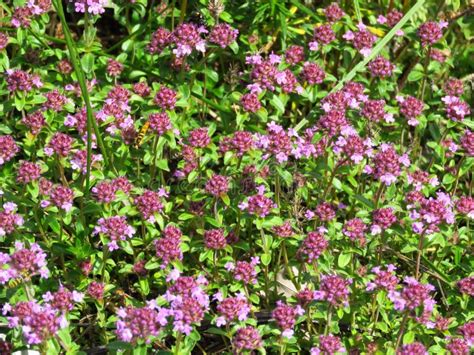 Close Up Of Flowering Common Thyme Or Thymus Vulgaris Flowerbed Stock