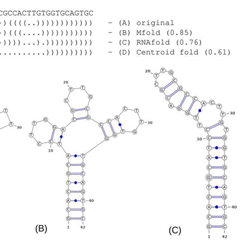 Example Of The 2d Structure Predictions Obtained By B Mfold C