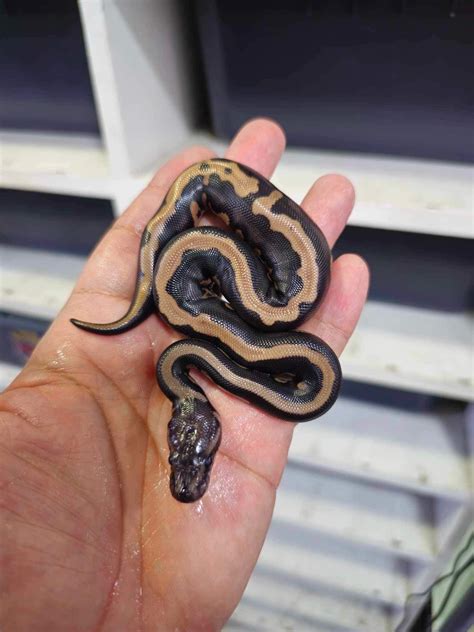Need Help Confirming The Genes 2 Ball Pythons Morphmarket Reptile