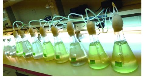 Marine Microalgae Cultured In The Laboratory Reprinted From Journal Of