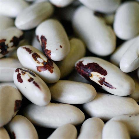 Les Haricots Blancs à Cultiver Au Potager Promesse De Fleurs