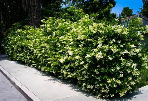 Wavy Leaf Privet Ligustrum For Sale The Tree Center